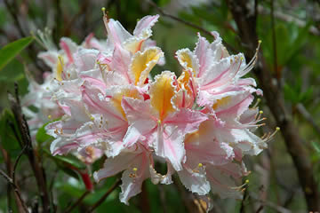 Our Community: Our Native Azaleas | KCIW Curry Coast Community Radio